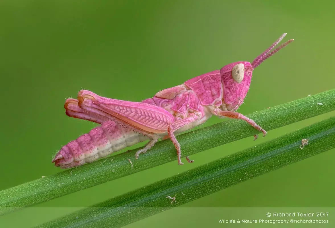Riddle of Pink Grasshoppers