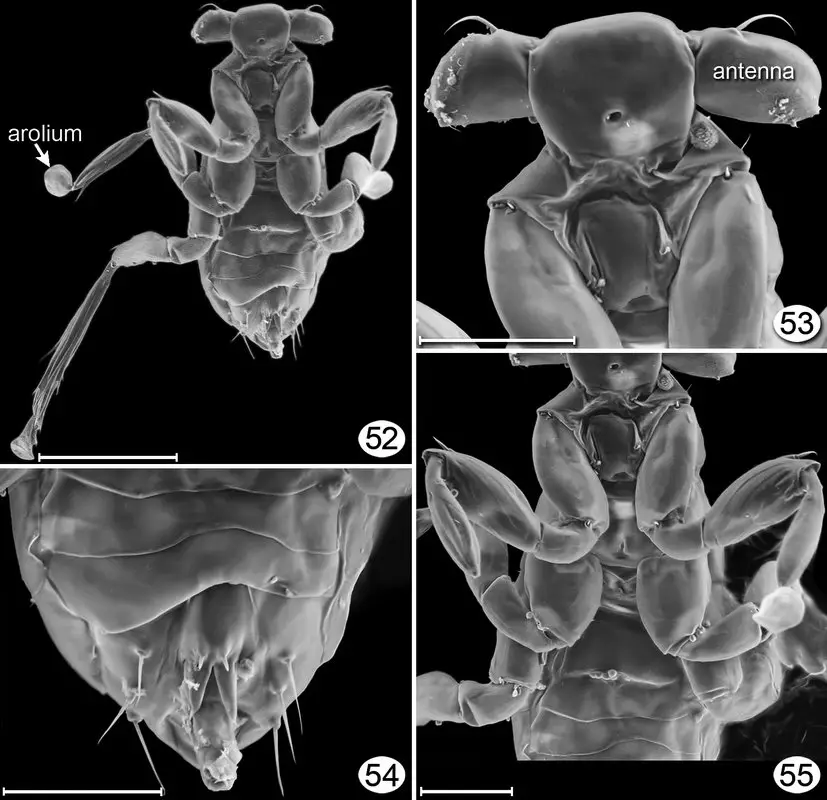 El insecte més petit del món