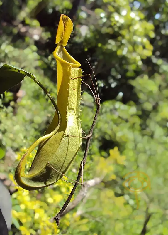 Charms: Insekter med en fantastisk strategi for å fortsette