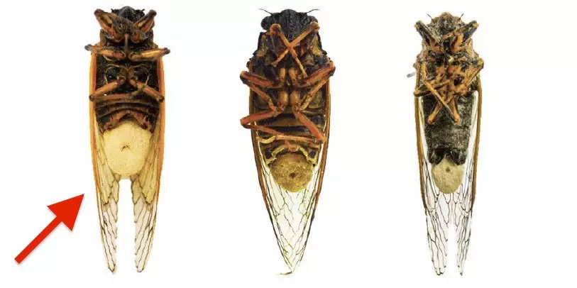 Flying Sex zombisid: hallutsinogeenne seene mõjutab cycad