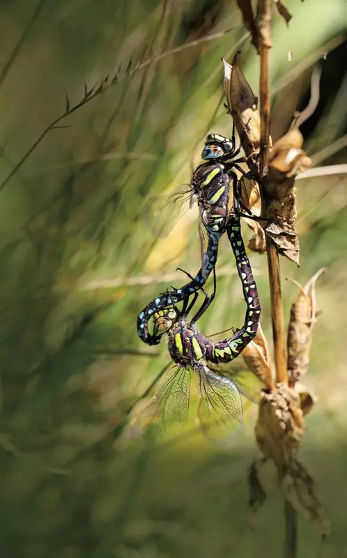 Dragonflies-ek heriotza imitatzen du berriro lotzea saihesteko