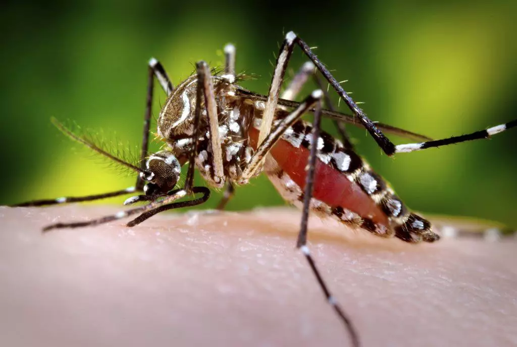 Aedes aegypti।