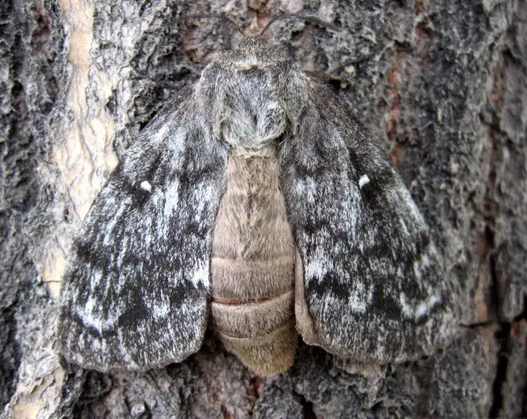 cuc de seda siberià