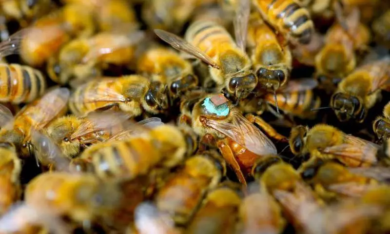 ผึ้งตัวเมียเข้าสู่สารพิษที่ทำให้ไม่เห็นในระหว่างมีเพศสัมพันธ์