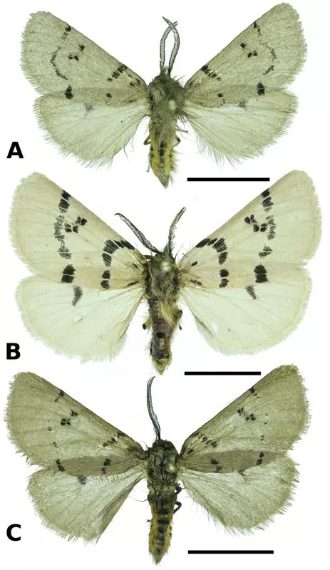 Lo scienziato russo ha aperto una nuova forma di farfalle su Tien Shan e Pamir