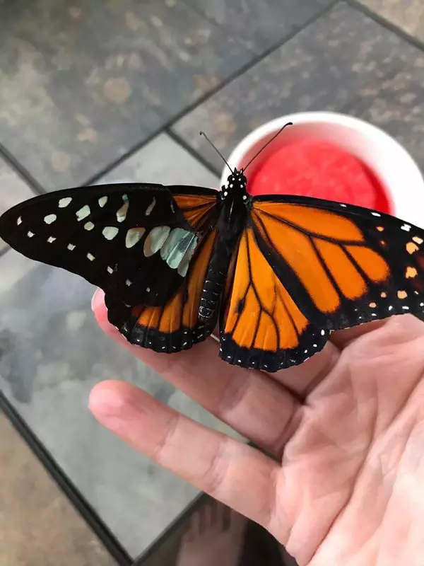 Rad nakita na zamjeni slomljenog krila s leptirom: video