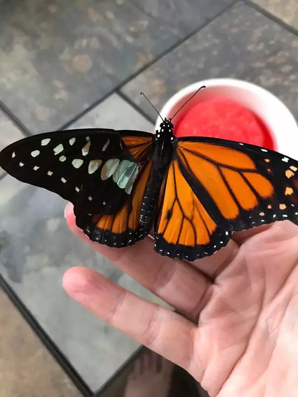 Operación de joyería en el reemplazo de un ala rota con una mariposa: video