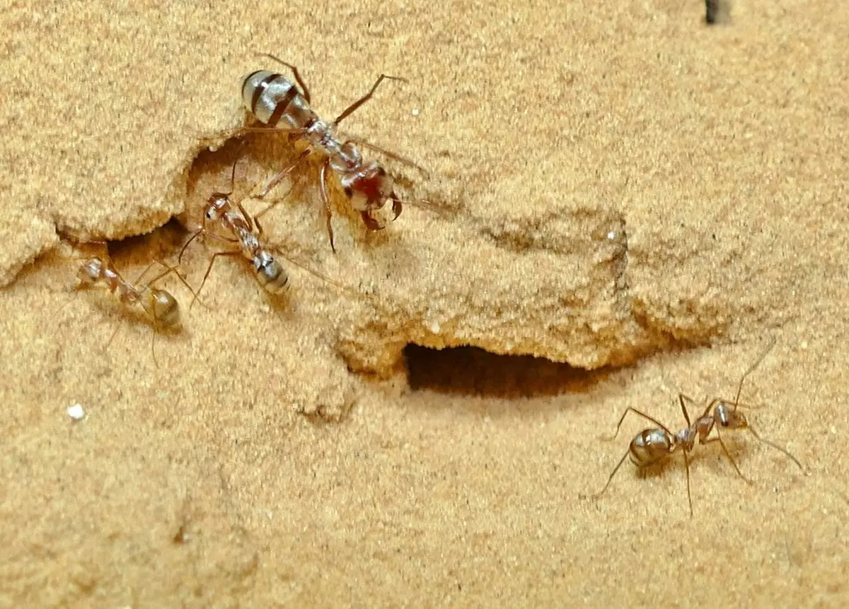 People pəncələr hərəkət: Sugar ants planetin ən sürətli heyvanlar biri kimi tanınır