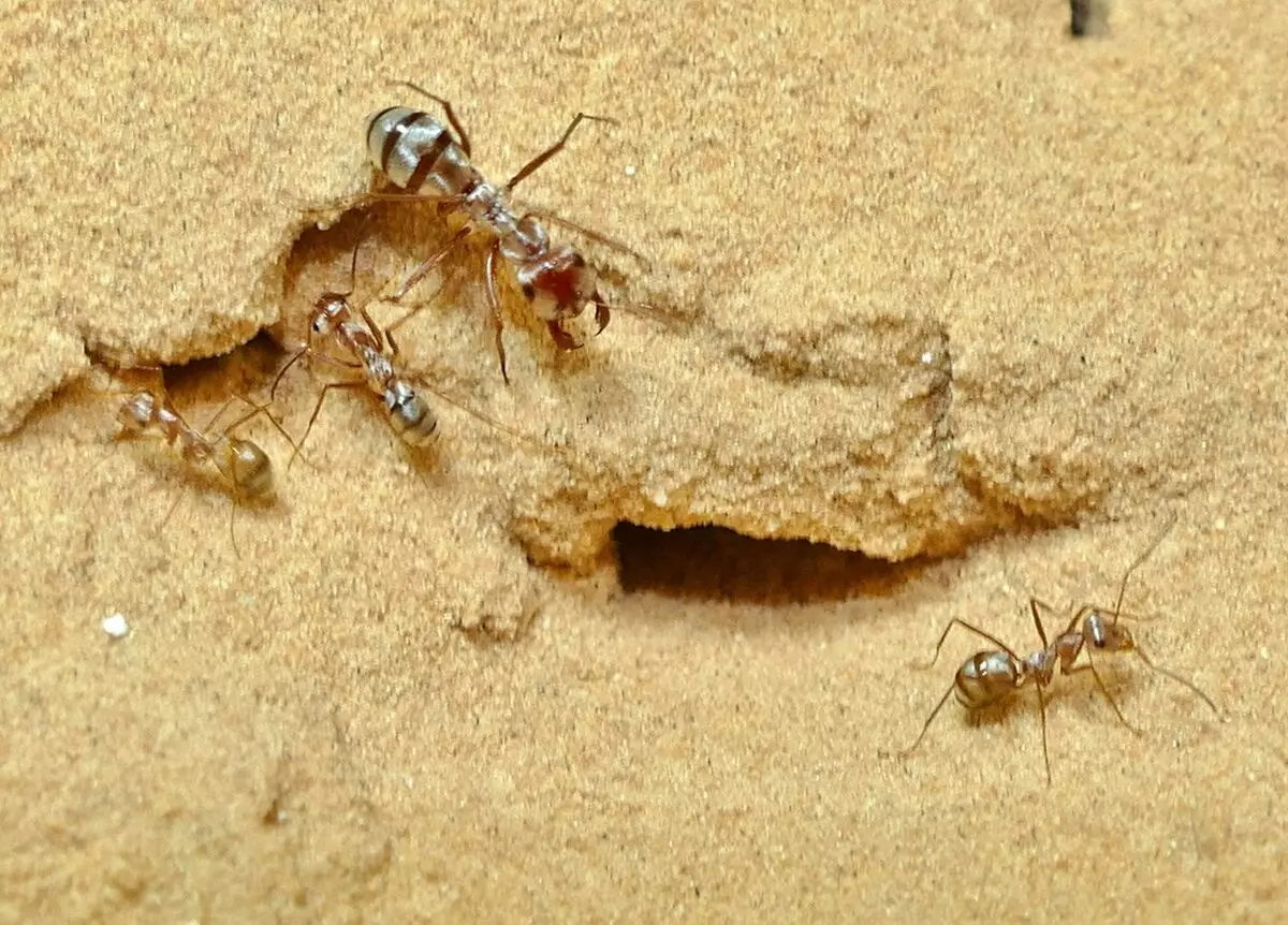 Cataglyphis bombycina.