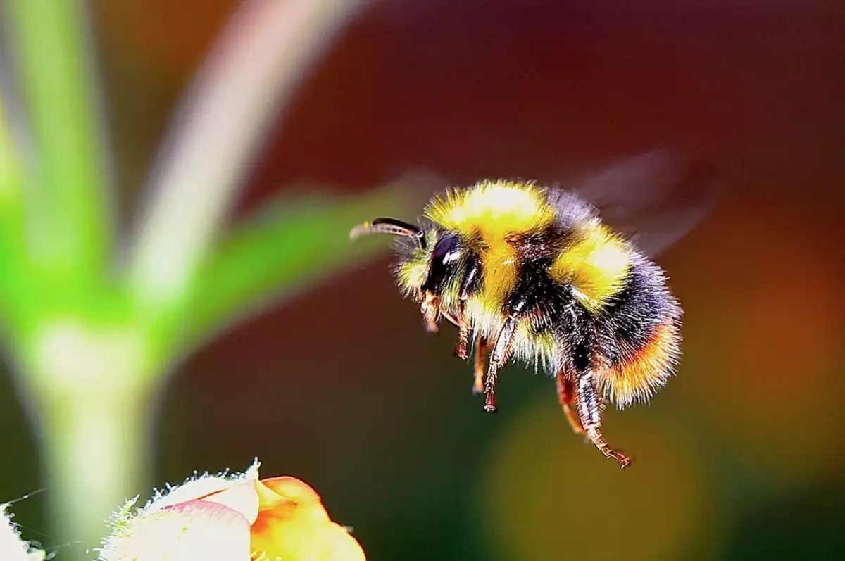 Hvordan påvirker strålingen insekter? Vi ser på eksemplet på Tsjernobyl-humle