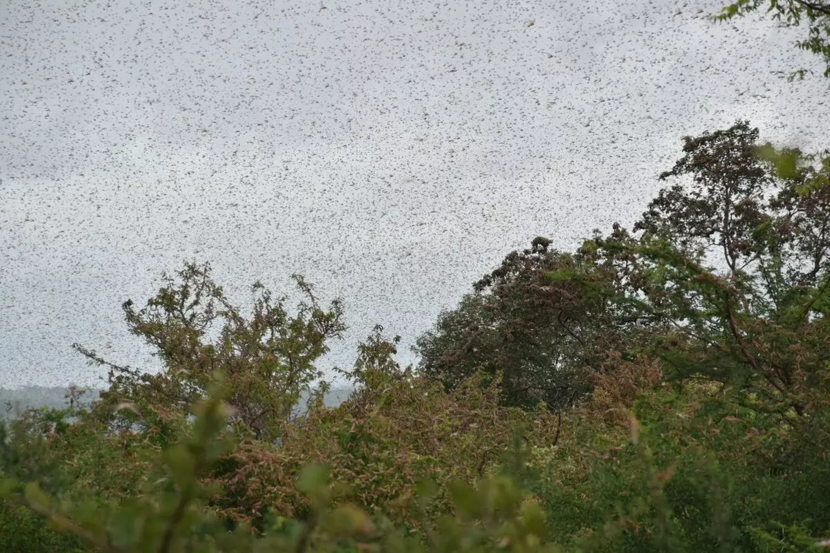 Invasjonen av gresshopper