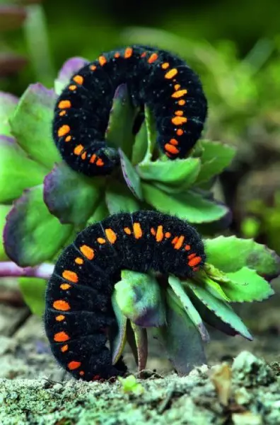 Caterpillar.jpg: