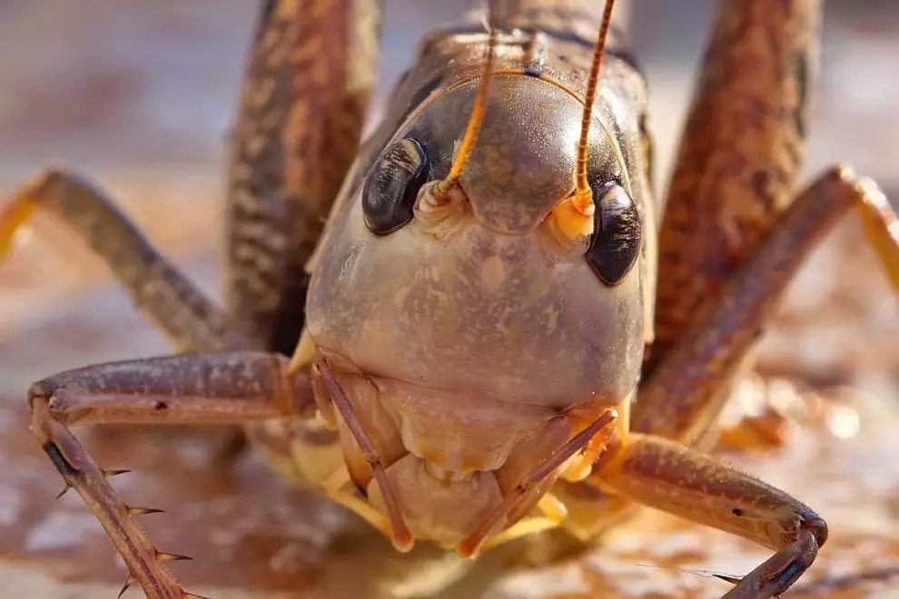 Locust blokeret vejen i Dagestan: Video