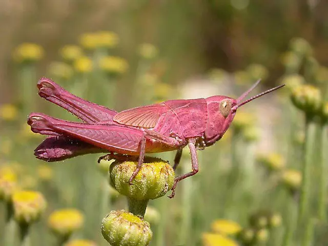 Driejarig kind gevonden in de tuin van een roze sprinkhaan: een foto