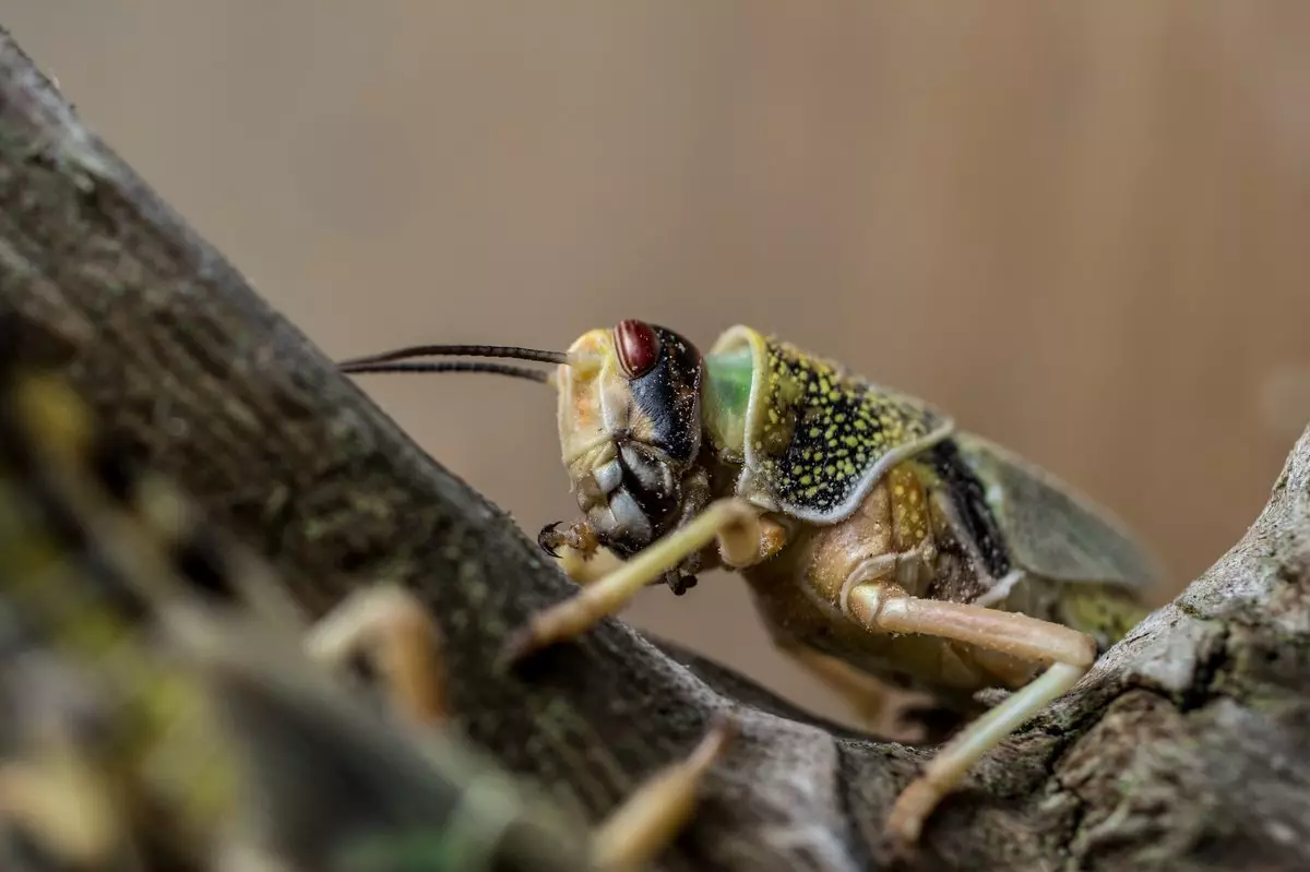 Esecuzione egiziana: locusta deserta