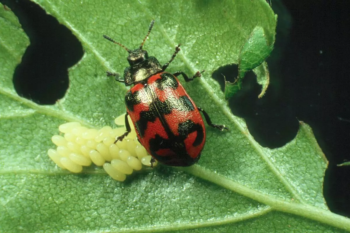 Beat Pesty: Vědci vydali knihu o Murmansk hmyz s mnoha chybami