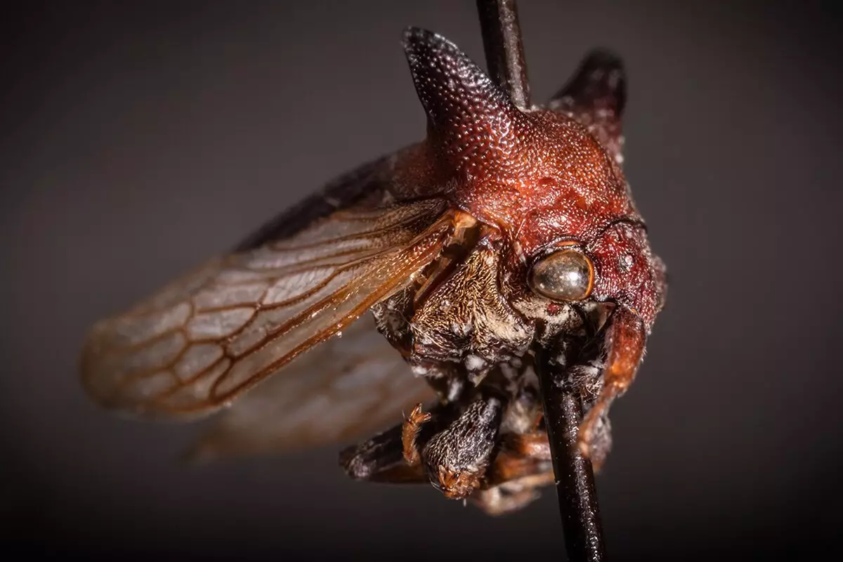 "Alien" insecte avec des cornes bizarres appelées en l'honneur de Lady Gaga