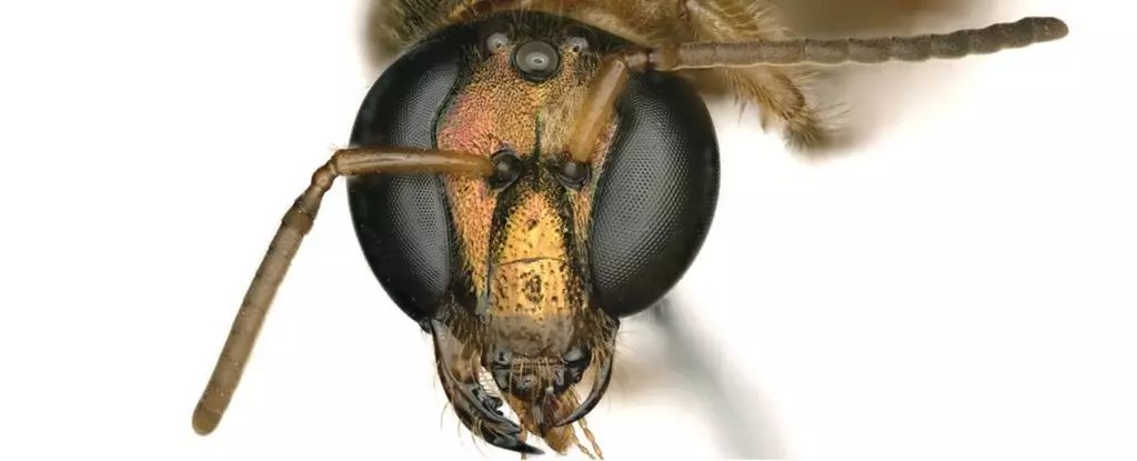 Panama'da bir arı buldu - erkek buçuk kadın yarısı