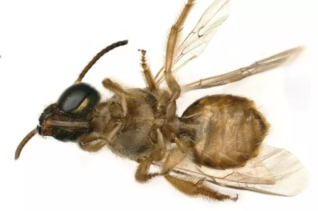 Megalopta amoenae.