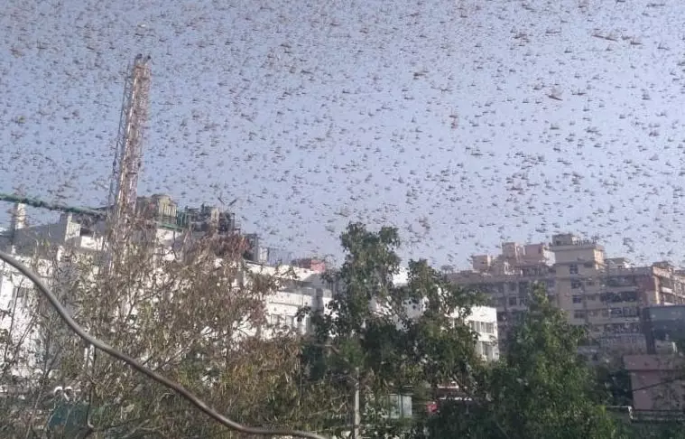 Gerombolan belalang runtuh di India: Video