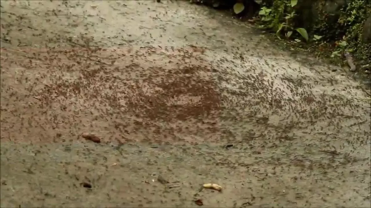 De ce furnici marchează într-un cerc până când mori: video