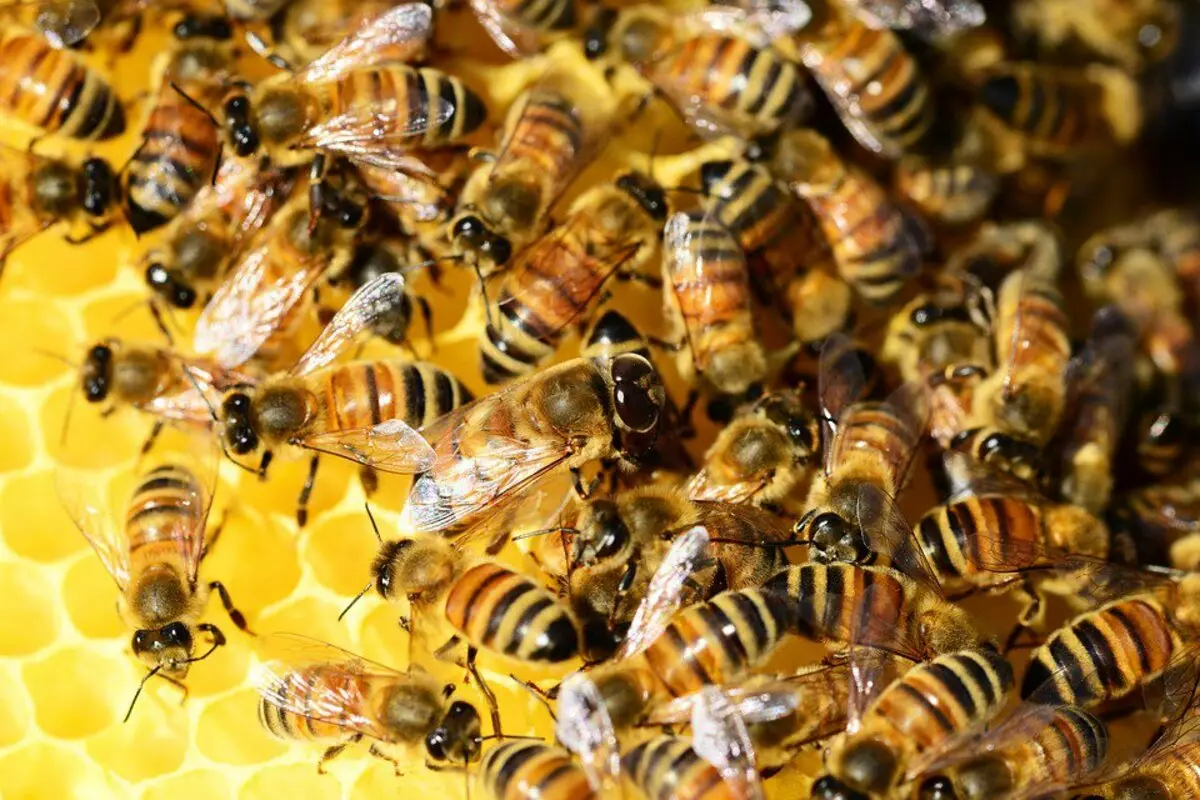 გასულ წელს ამერიკის შეერთებულ შტატებში დაღუპული ფუტკრების რაოდენობა გარდაიცვალა