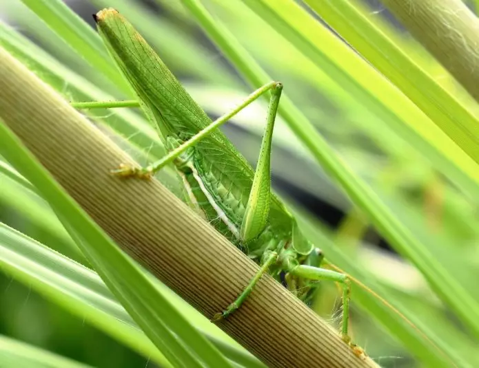 Hordes ntawm locusts tau tawm tsam Suav teb: video