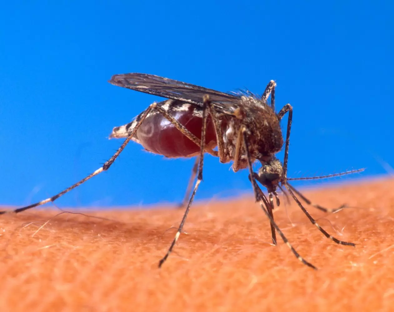 Rumeno hlajeni komarji so se naučili piti krvi ljudi zaradi pomanjkanja vode
