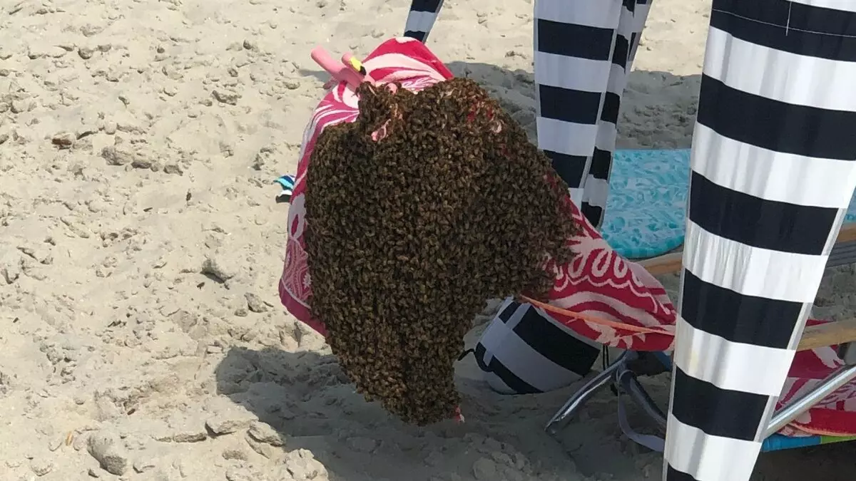 Libu-libong mga bees ang naging sanhi ng isang pukawin sa beach sa New Jersey: Video