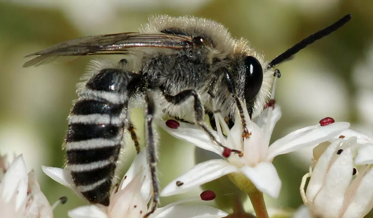 דבורים בר מביאות את החקלאות של צפון אמריקה עם רווח ענקי