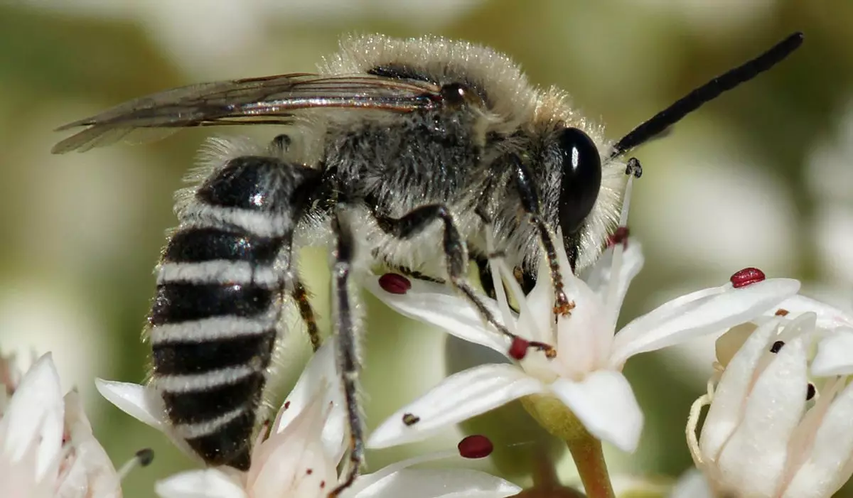 Wildabany arylar demirgazyk Amerikanyň oba hojalygyna Kolosiýa girdeji bilen getirýär