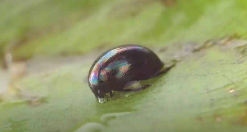 Ni Japan, ti wa Beetle kan ti o le jade kuro ninu awọn ọpọlọ, o jẹ: Fidio