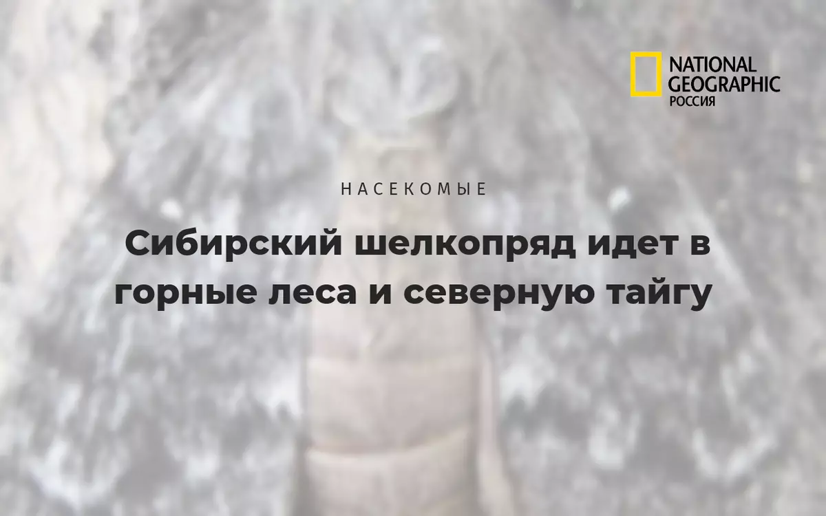 Сібір жібек құрмі тау ормандарына және Солтүстік Тайгаға барады