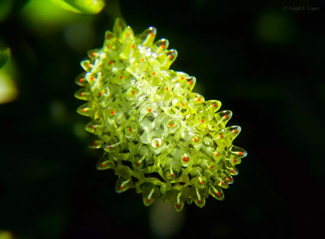 Dalceridae Caterpillar gelatina da. Zergatik da hau?