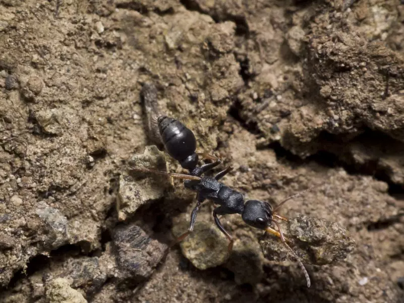 Il y a des fourmis à Tasmanie, dont les piqûres meurent plus souvent que des morsures d'araignées, de serpents, de systèmes d'exploitation et de requins ensemble