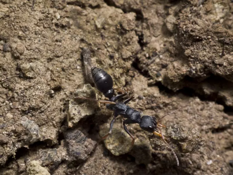 There are ants in Tasmania, whose bites are dying more often than from the bites of spiders, snakes, OS and sharks together