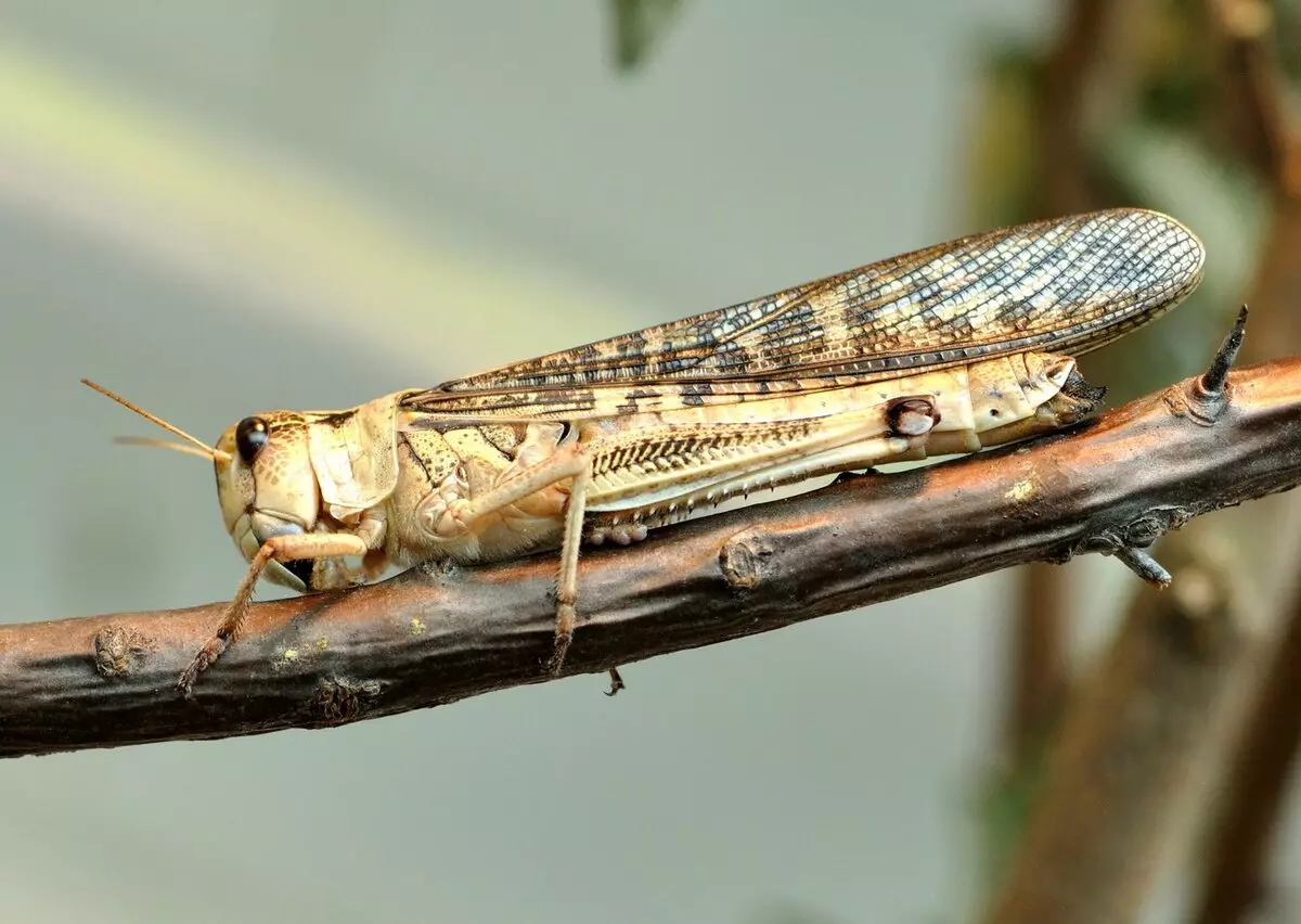 Locust Migratoria.