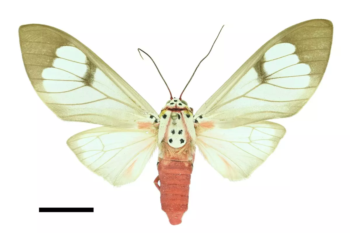 Các nhà sinh học mô tả 10 loại bướm mới sống ở Đông Nam Á