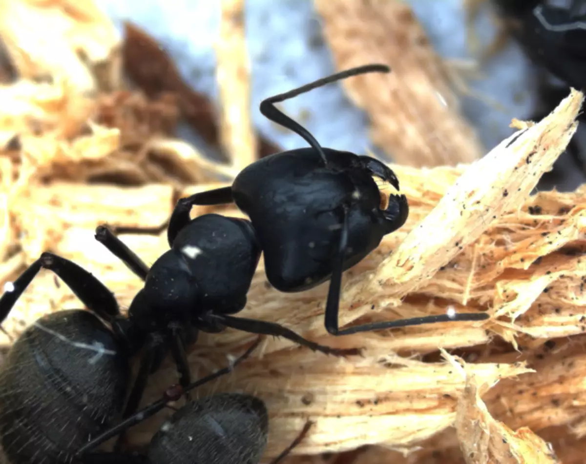 "در جایی بدون یک دوست": چگونه مورچه ها یک ارگانیسم تک تک را با باکتری تشکیل داده اند