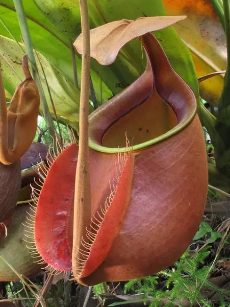 Hangyák a Kalimantan szigetről fürdeni az emésztőfolyadék ragadozó növényben