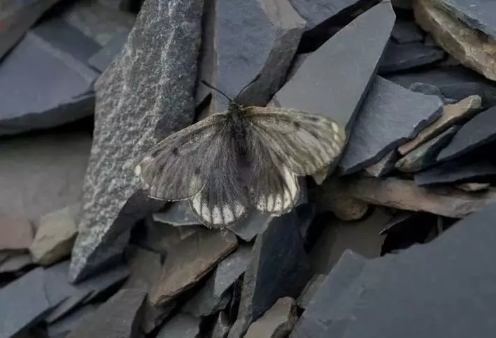 In Yakutia, het 'n nuwe subspesie van die skaarsste Arktiese vlinder