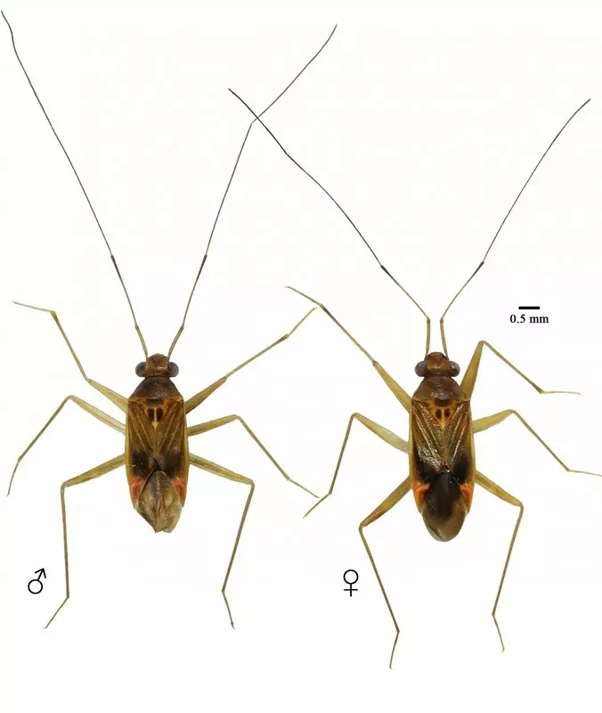 Entomologiste ya kaminuza ya Leta ya St. Petersburg ya kaminuza idasanzwe ya propique yabwirijwe