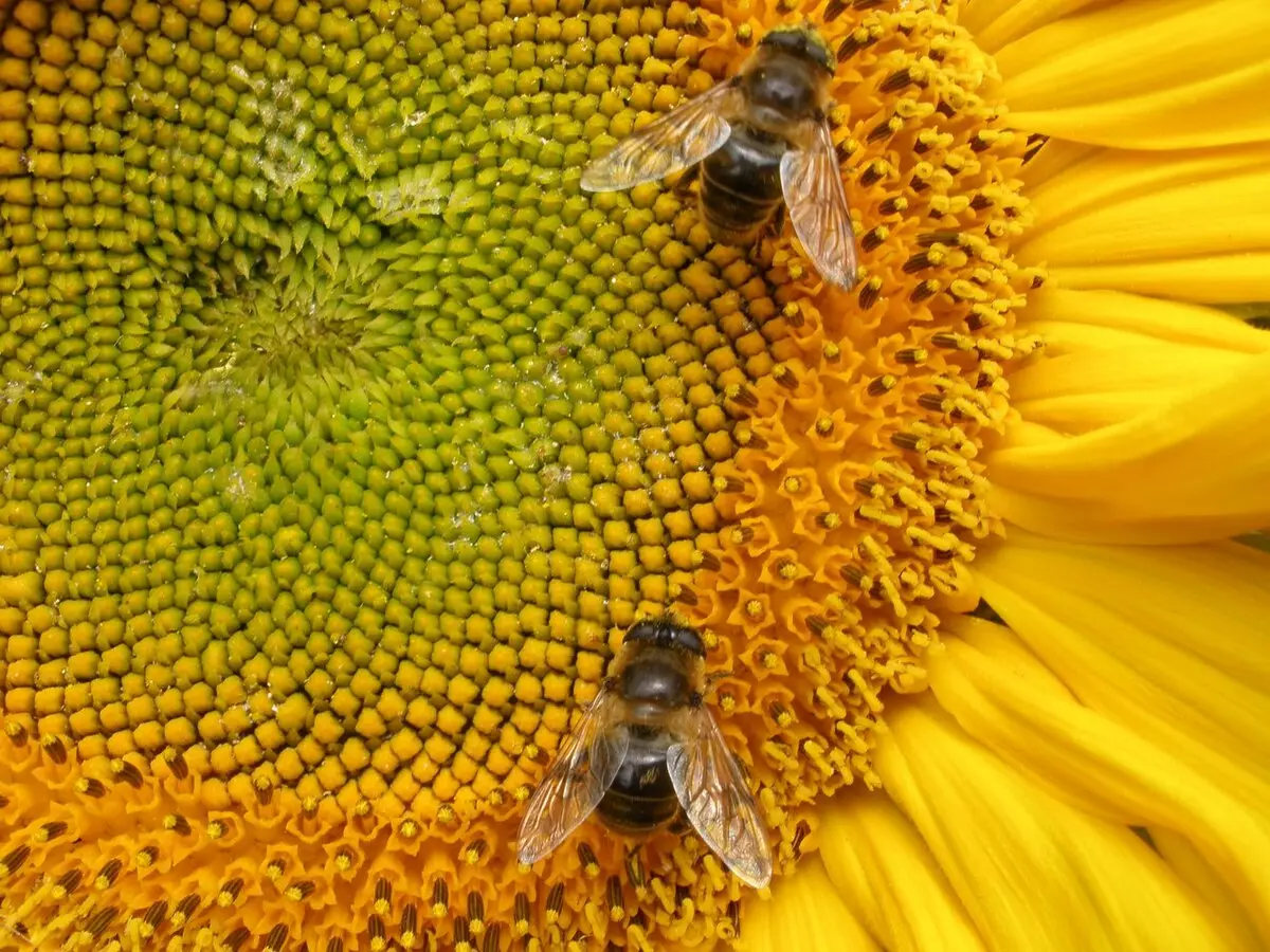 Bijen kunnen worden opgeleid door te vragen om stuifmeel van bepaalde planten te verzamelen