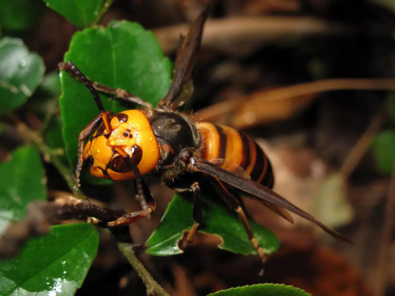 Giant Asian Hornet kan over de hele wereld verspreiden