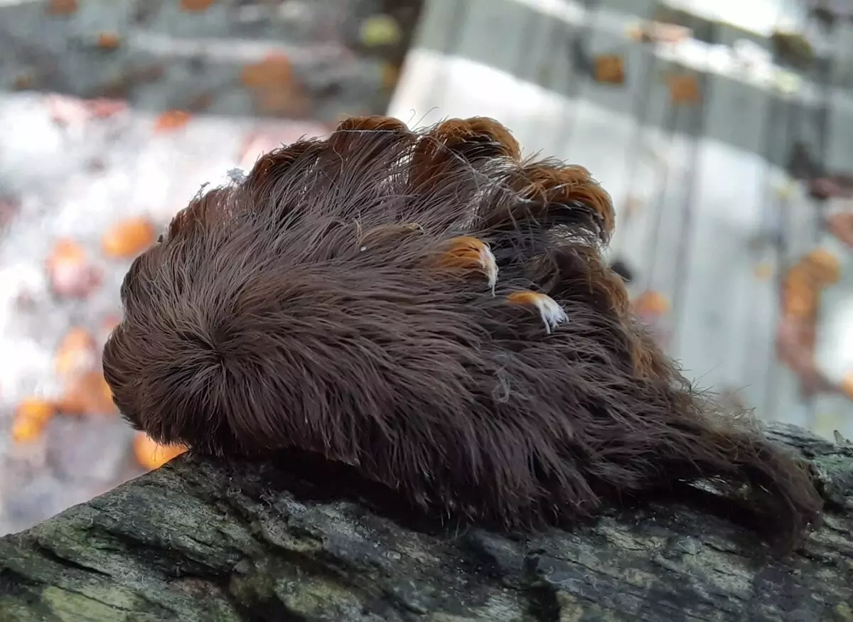 व्हर्जिनिया मध्ये, fluffy caterpillars तुटलेले होते. ते विषारी आहेत आणि wigs सारखे दिसते