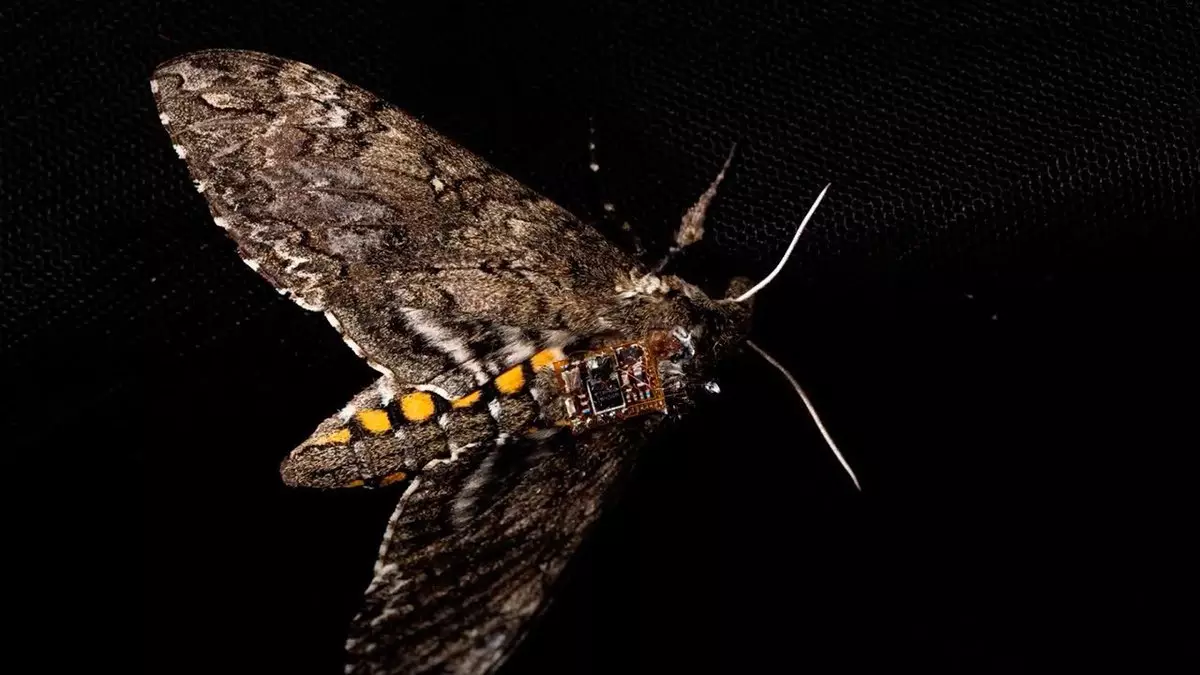 Los insectos planean usar como drones para entregar sensores sensoriales.