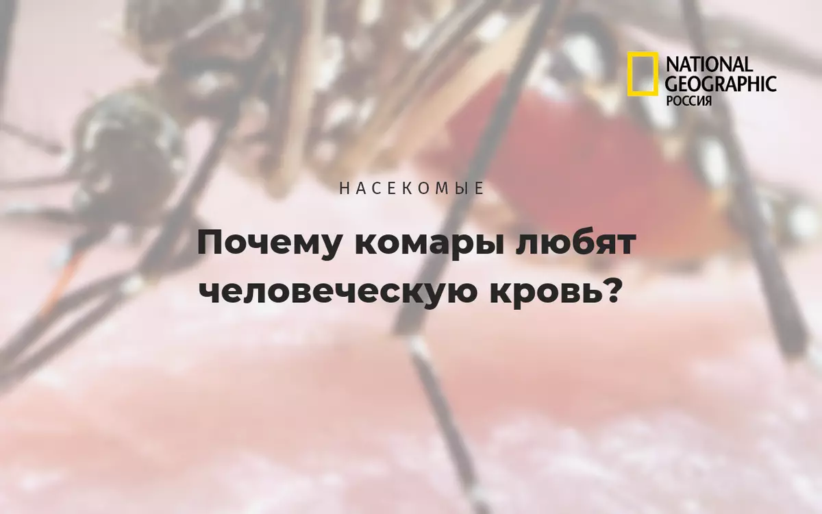 Waarom houden muggen zoals het menselijk bloed?