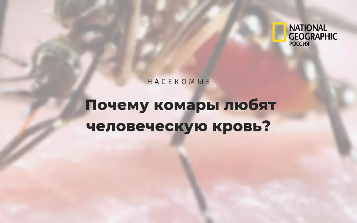 Чаро ба монанди хуни инсон масҷид?