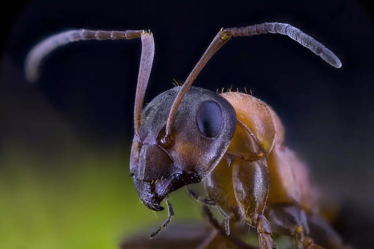 Karališkoji kova: kaip skruzdėlės apibrėžia gimdą
