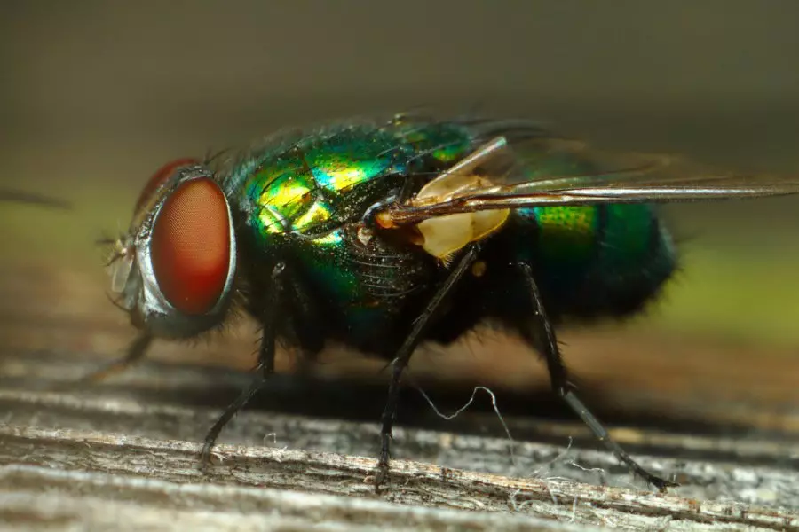 "Microchirurgia Mushi": muștele padale pot purifica rănile din țesuturile descompunerii